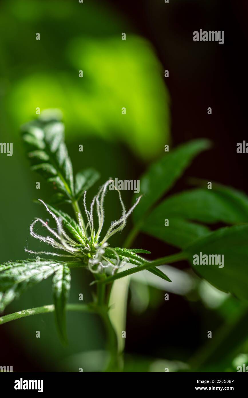 Macro for marijuana hi-res stock photography and images - Alamy