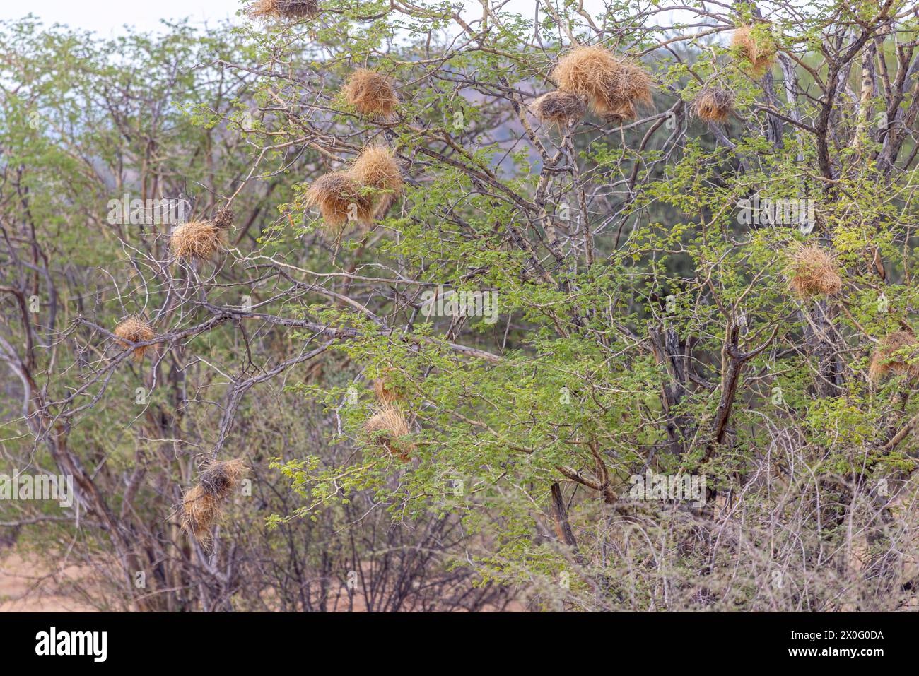 Picture of some waver bird nest in a tree in Namibia during daytime ...