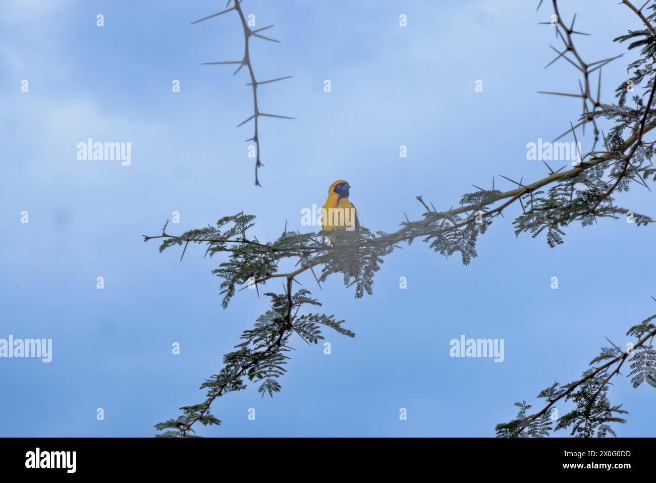 Picture of a colorful masker weaver bird sitting in grass in Namibia ...