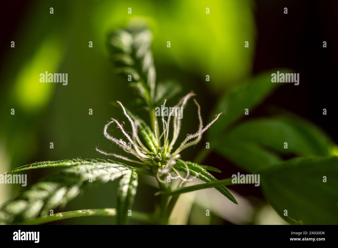 Marijuana flower blooming medical hi-res stock photography and images ...