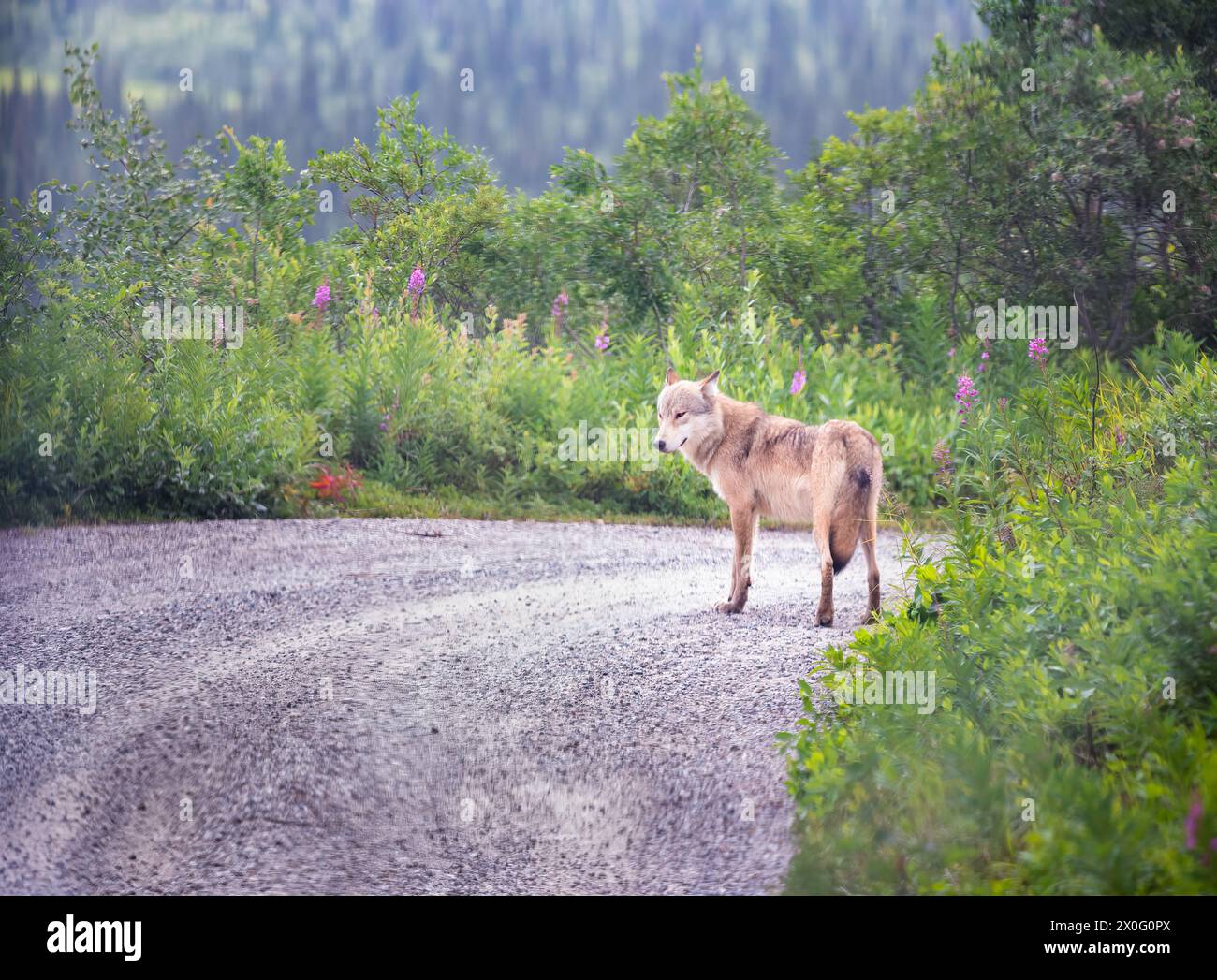 A wolf walking across the road. Viewed from the bus travelling on ...
