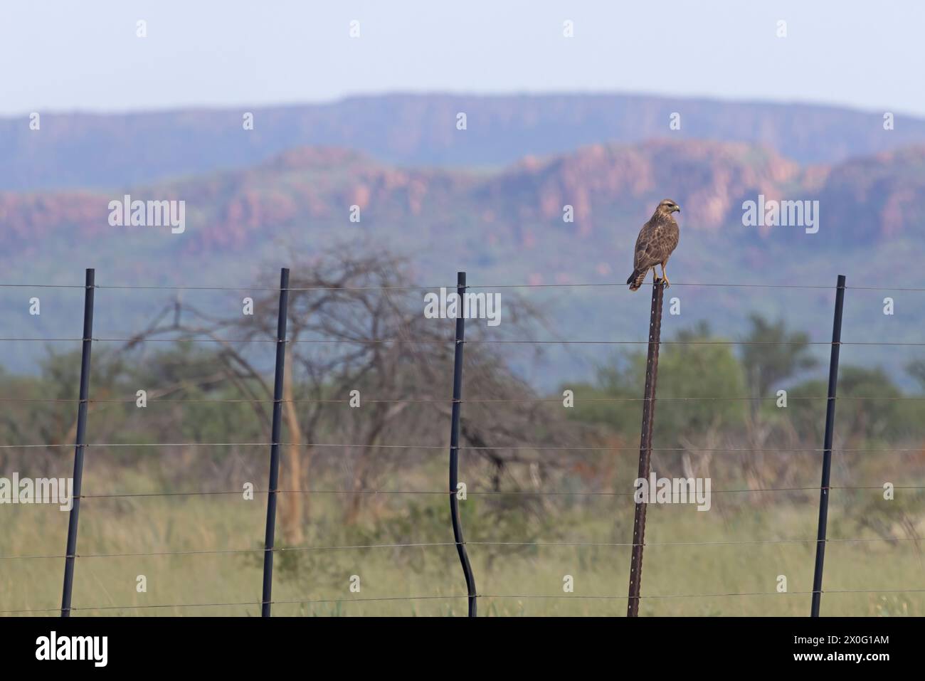 Falcon sitting on a fence post in the Waterberg region of Namibia ...