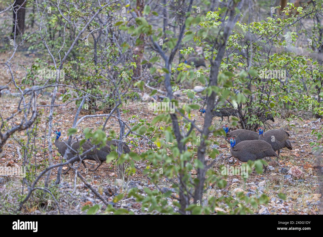 Picture of a group of guinea fowl in a busPicture of a group of guinea ...