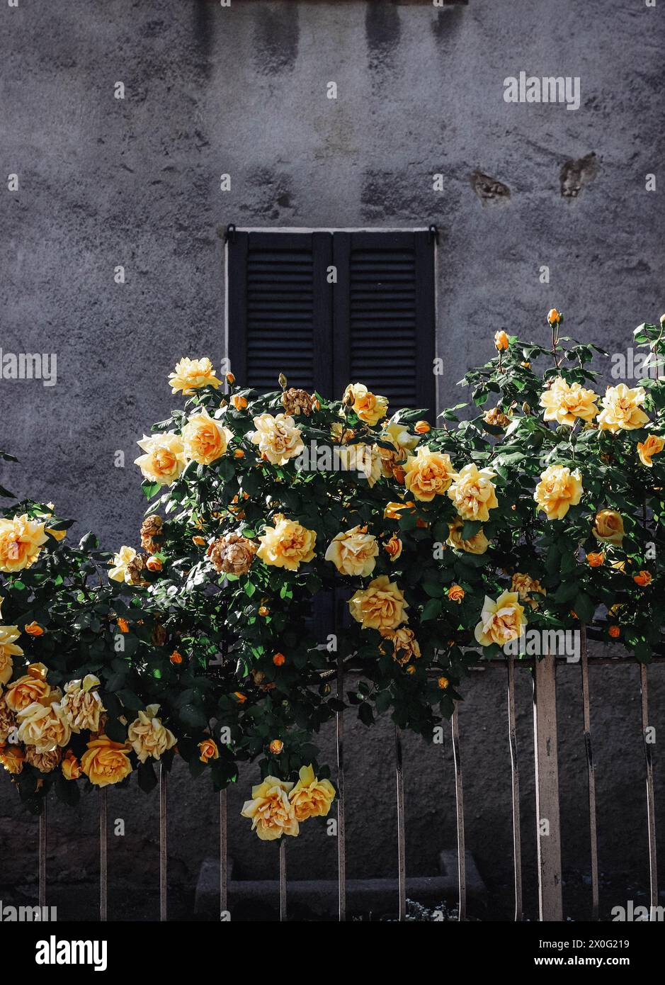 Bloomingroses hi-res stock photography and images - Alamy
