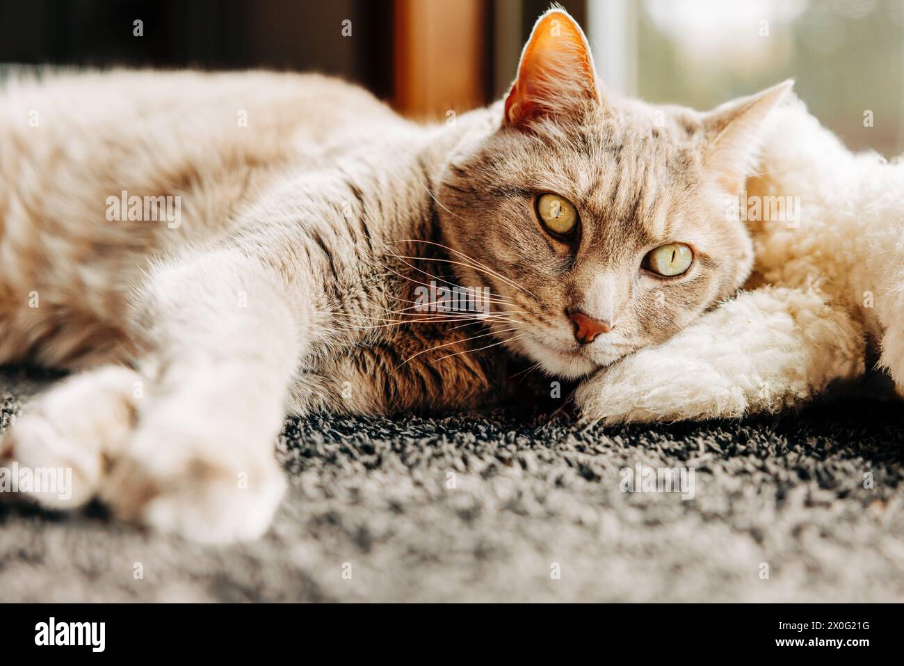 Sweet tabby cat snuggling on floor in sun with stuffed teddy bear Stock ...