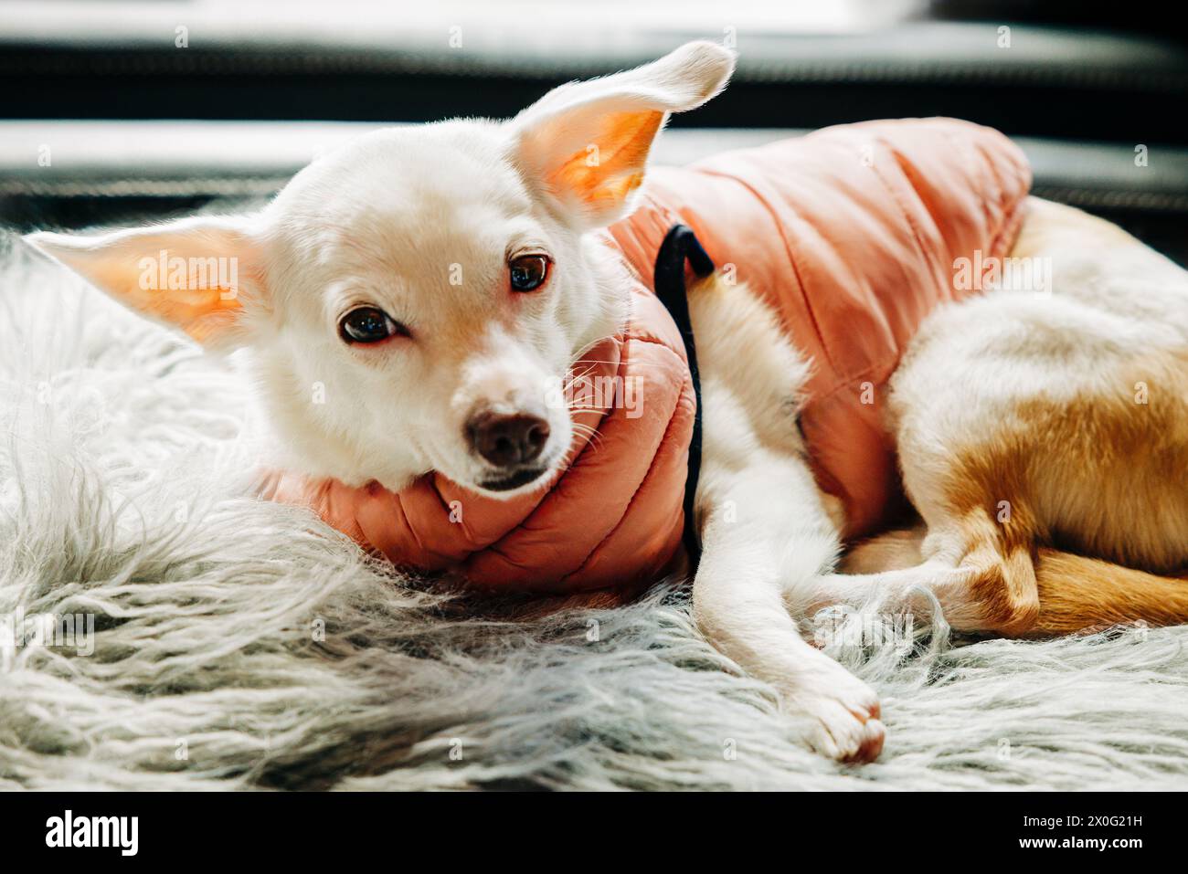 Adorable small chihuahua dog in pink jacket laying down Stock Photo - Alamy