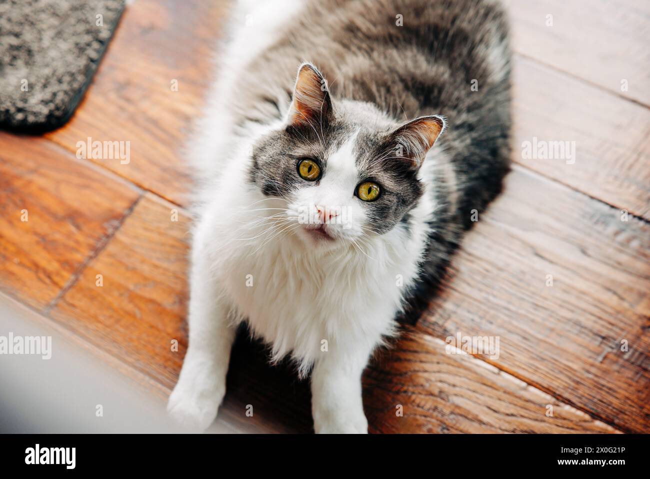 Grey and white long hair cat looking up at camera with big eyes Stock ...