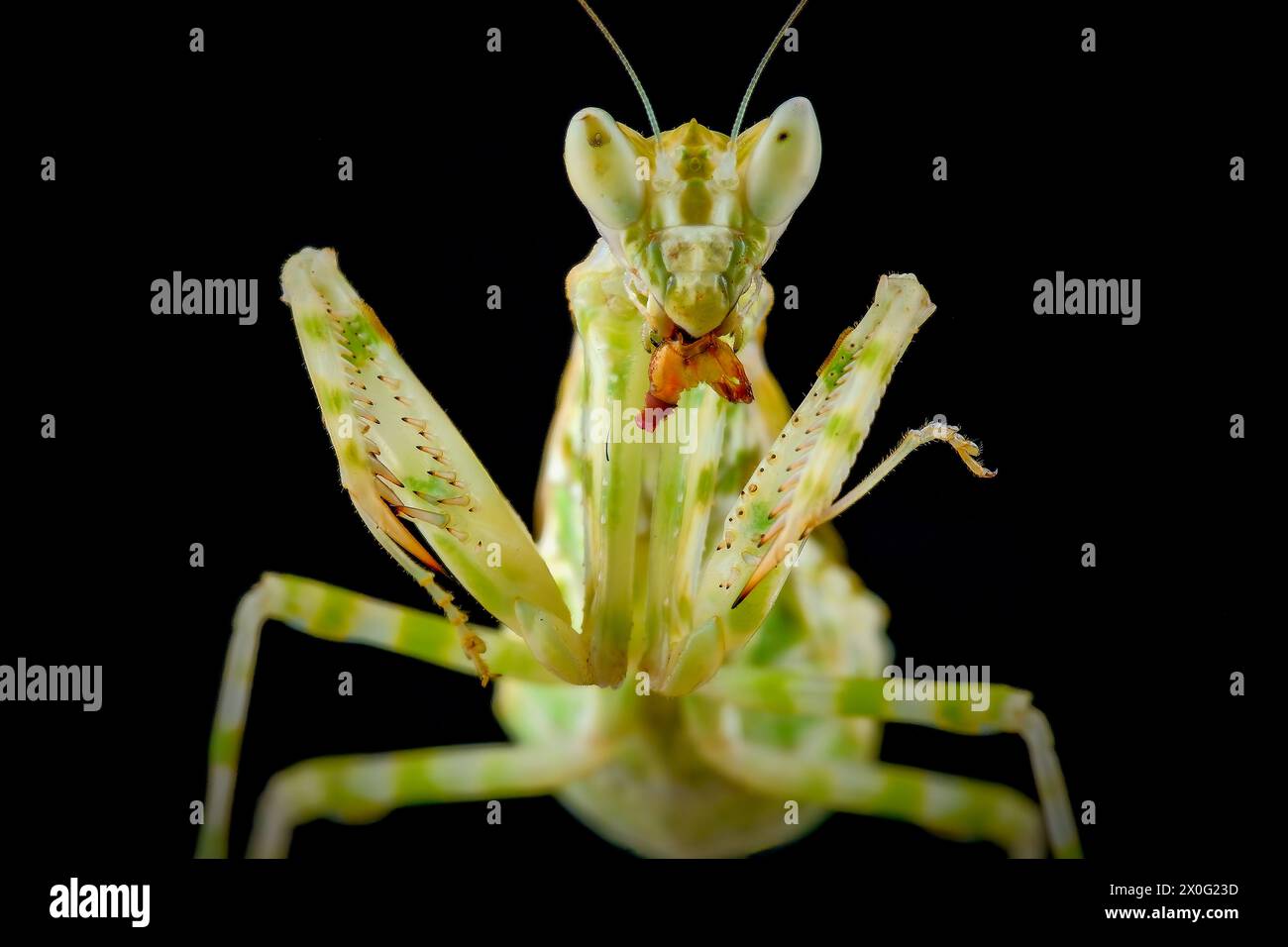 close up praying mantis with prey Stock Photo - Alamy