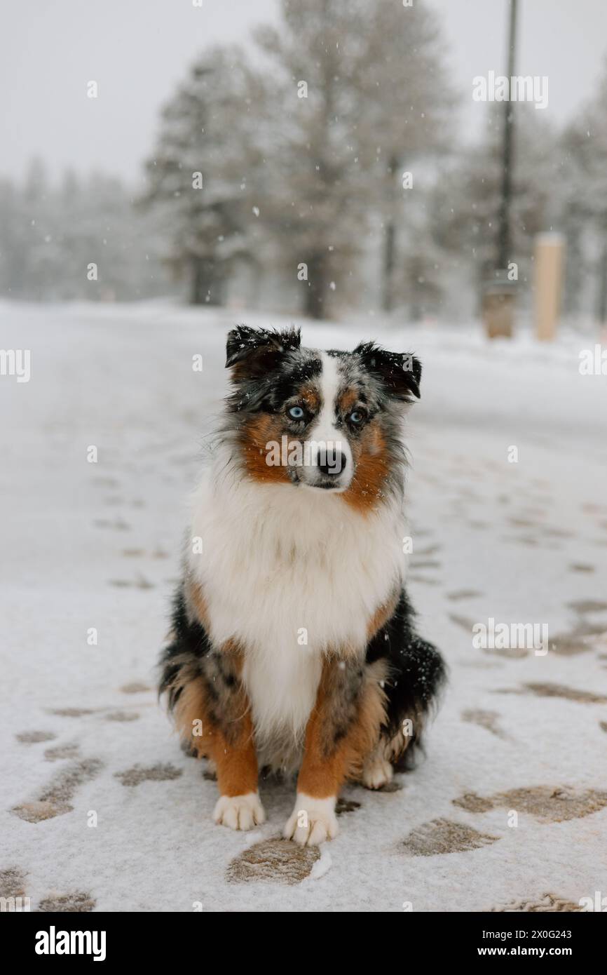 beautiful Australian Shepherd Dog in the snow Stock Photo - Alamy