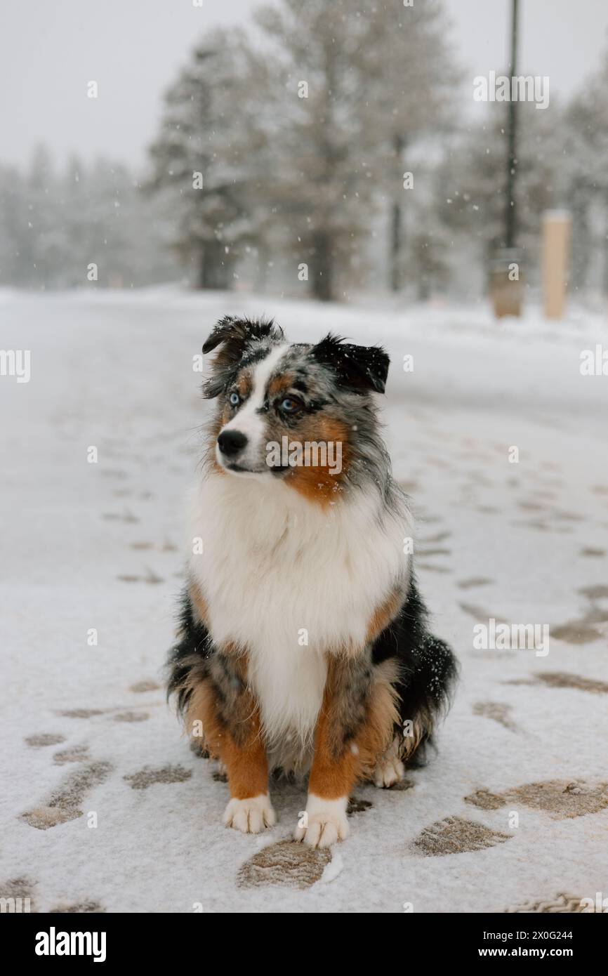 beautiful Australian Shepherd Dog in the snow Stock Photo - Alamy