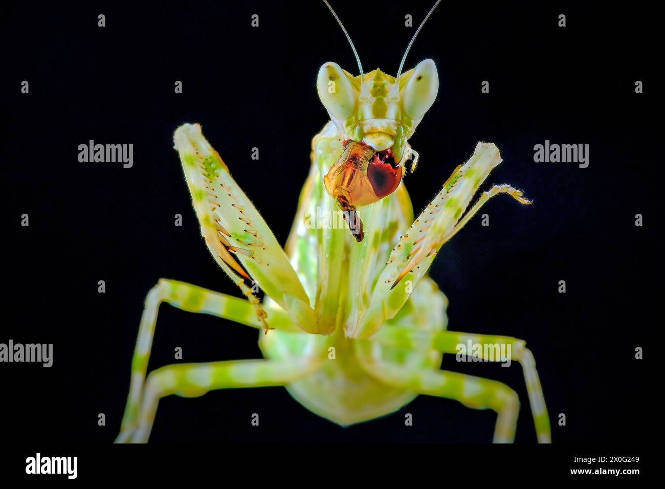 Beautiful praying mantis hunting hi-res stock photography and images ...
