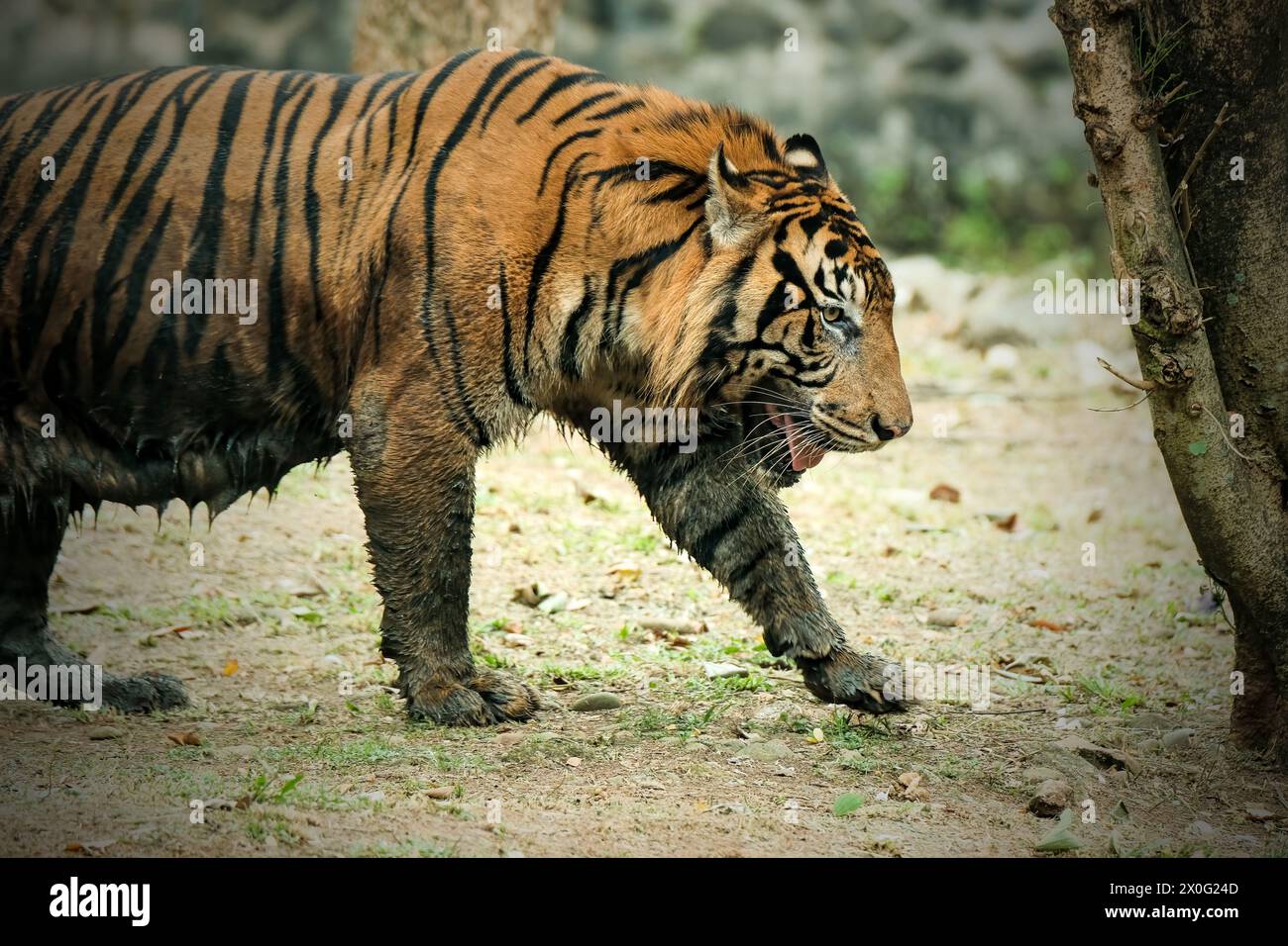 Sumatran tiger face tigers hi-res stock photography and images - Alamy