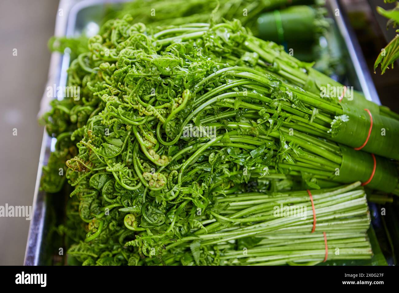Close-up of Paco Fern tied up for sale at market stall Stock Photo - Alamy