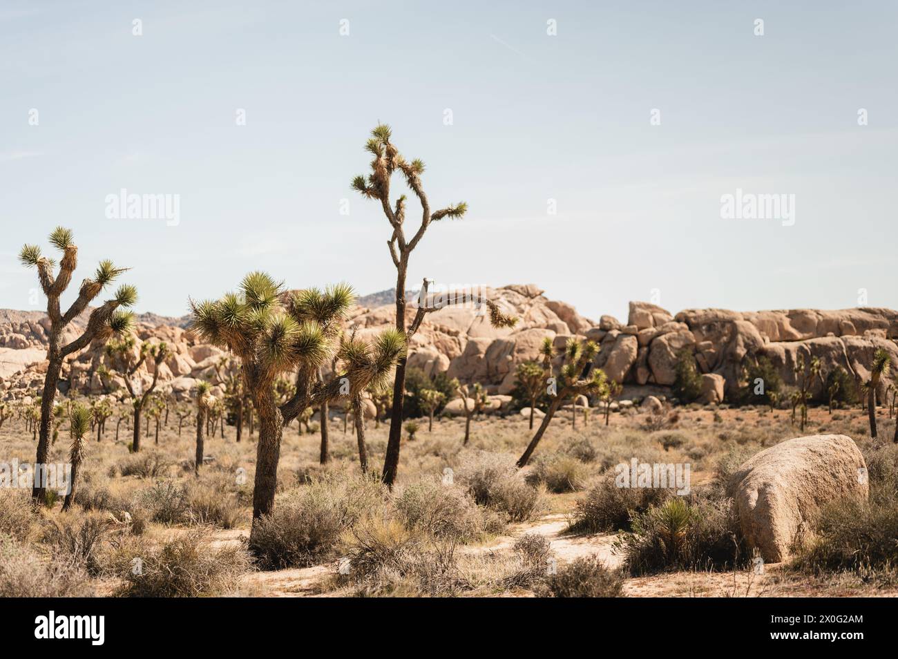 Joshua trees and granite rock formations in Mojave Desert, CA Stock ...