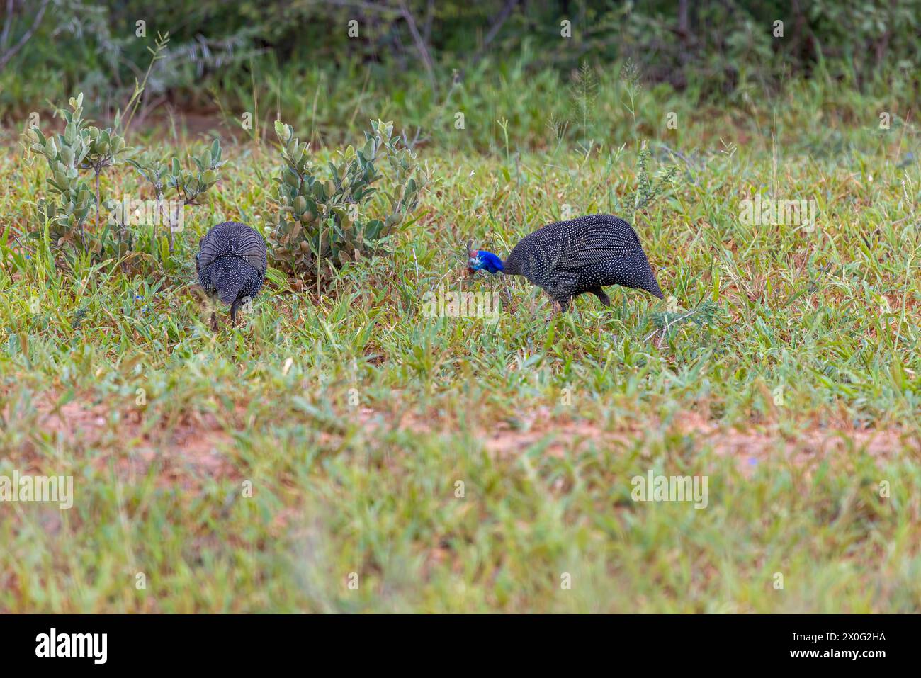 Picture of a group of guinea fowl in a busPicture of a group of guinea ...