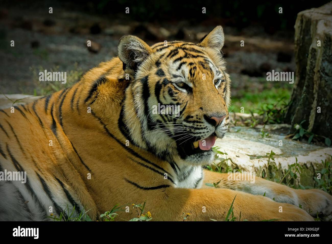 Close up siberian tiger on the ground Stock Photo - Alamy