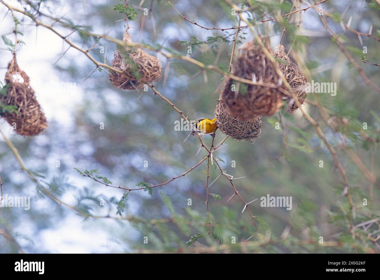Picture of a colorful masker weaver bird sitting in grass in Namibia ...