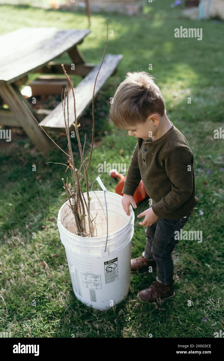 Little boy looking at bucket of Tree saplings for planting Stock Photo ...