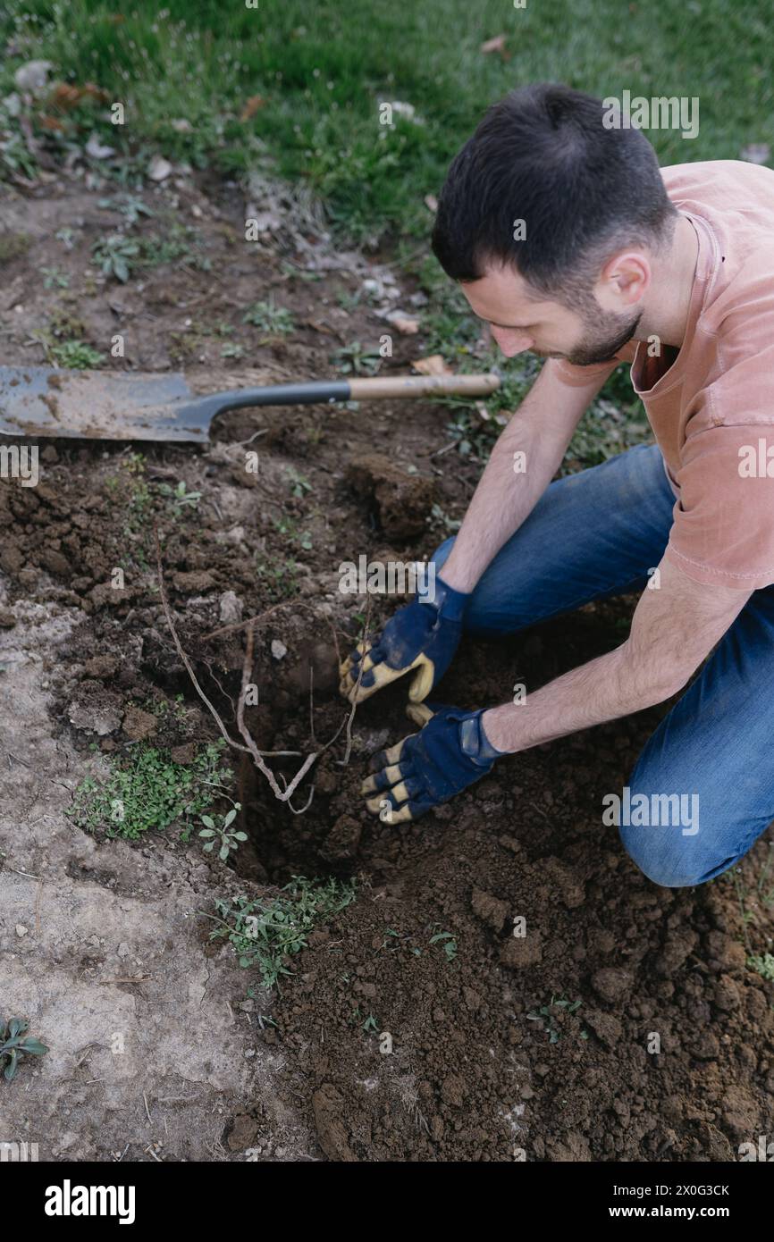 man planting a native tree sapling in a garden bed Stock Photo - Alamy