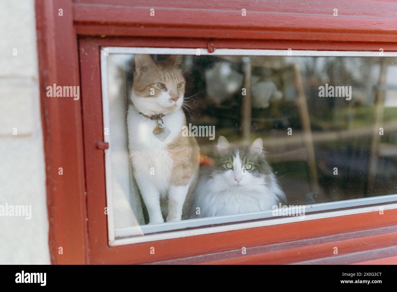 two indoor house cats looking out the window Stock Photo - Alamy