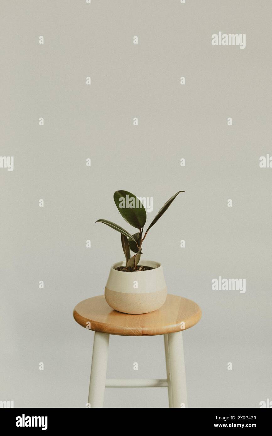 Houseplant in Ceramic Pot on Wooden Stool Stock Photo - Alamy