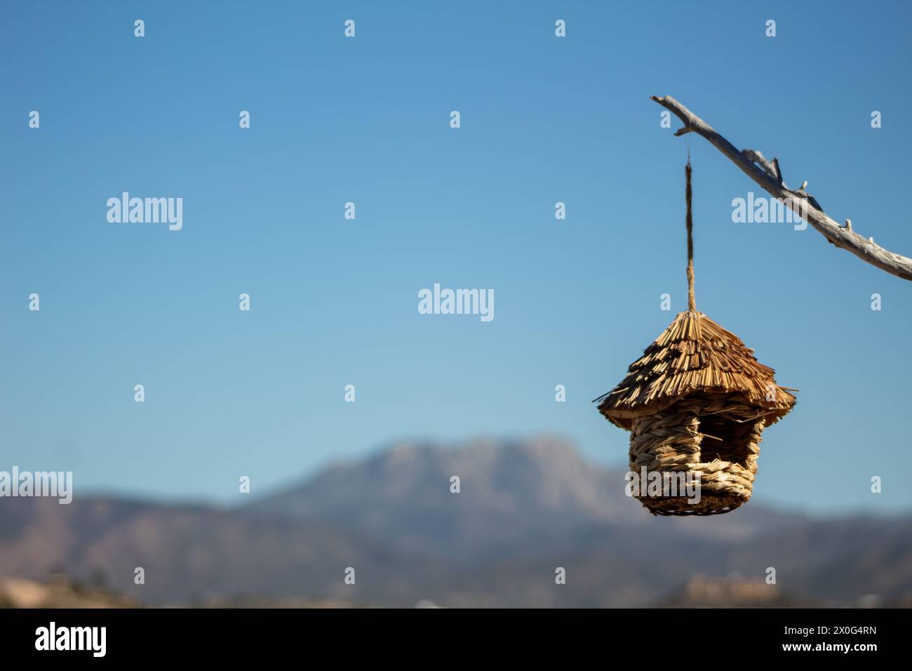 Craft of straw hanging from a dry branch Stock Photo - Alamy