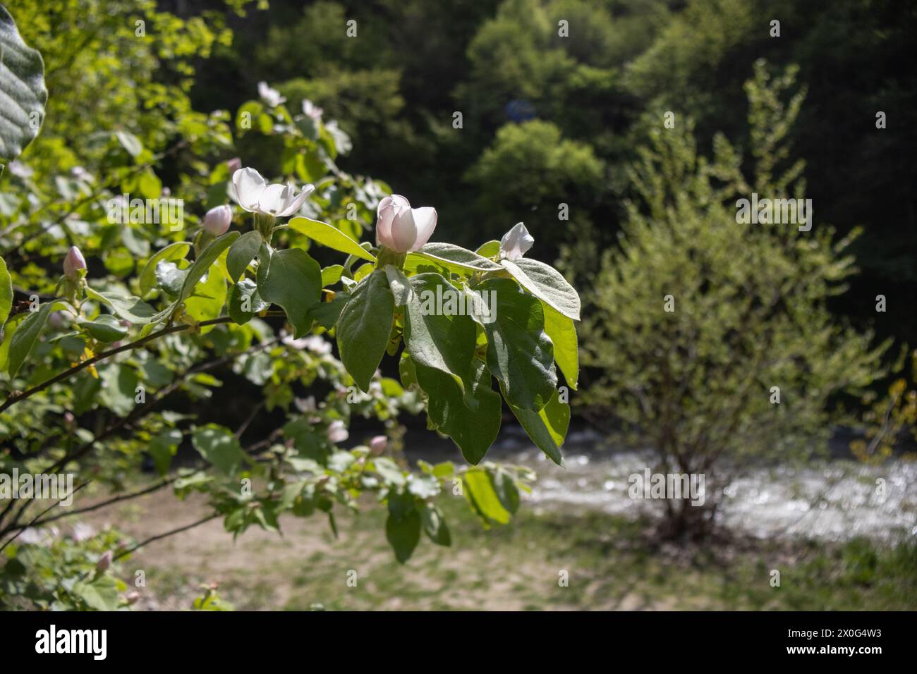 Beautiful tree with green leaves and white flowers on riverside Stock ...