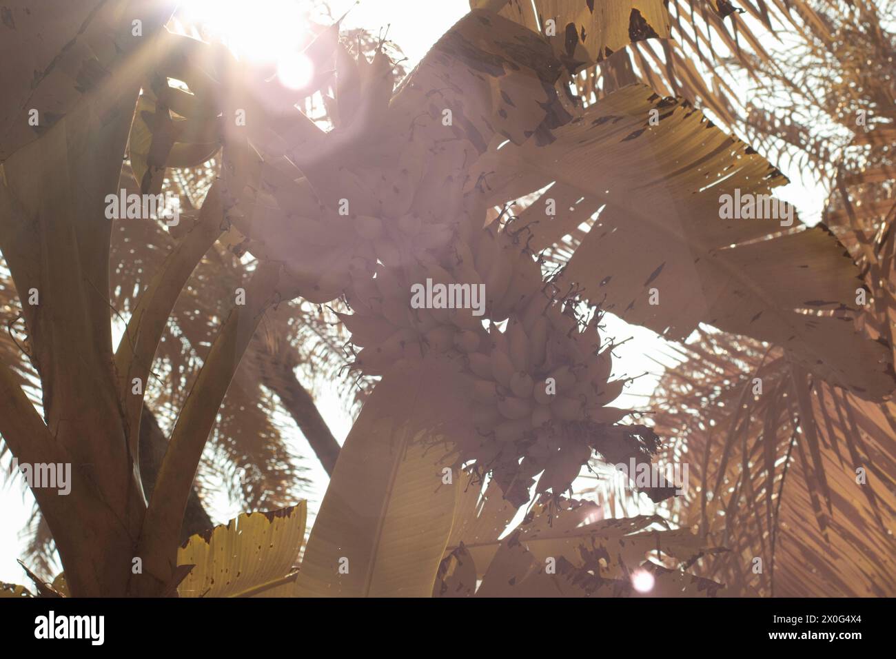 infrared image of looking up at a cluster of banana fruit on top of the ...
