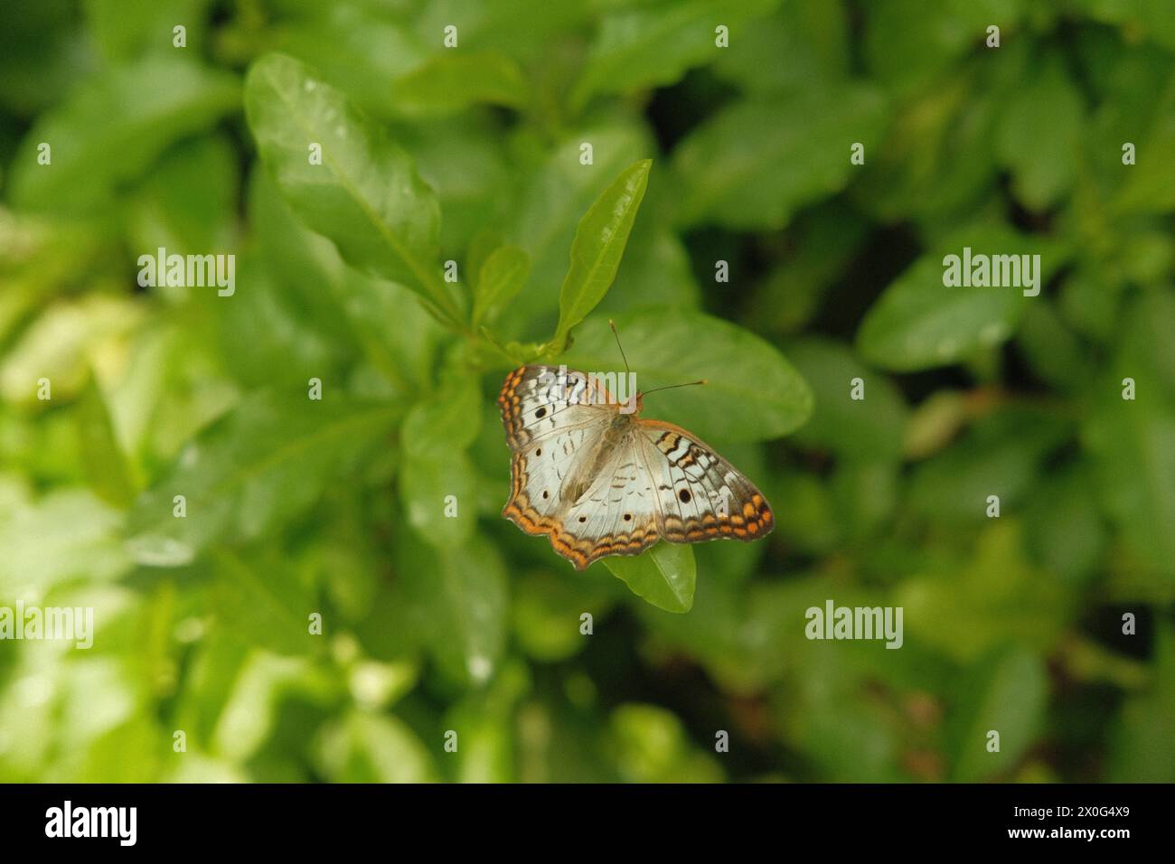 Live butterfly hi-res stock photography and images - Alamy
