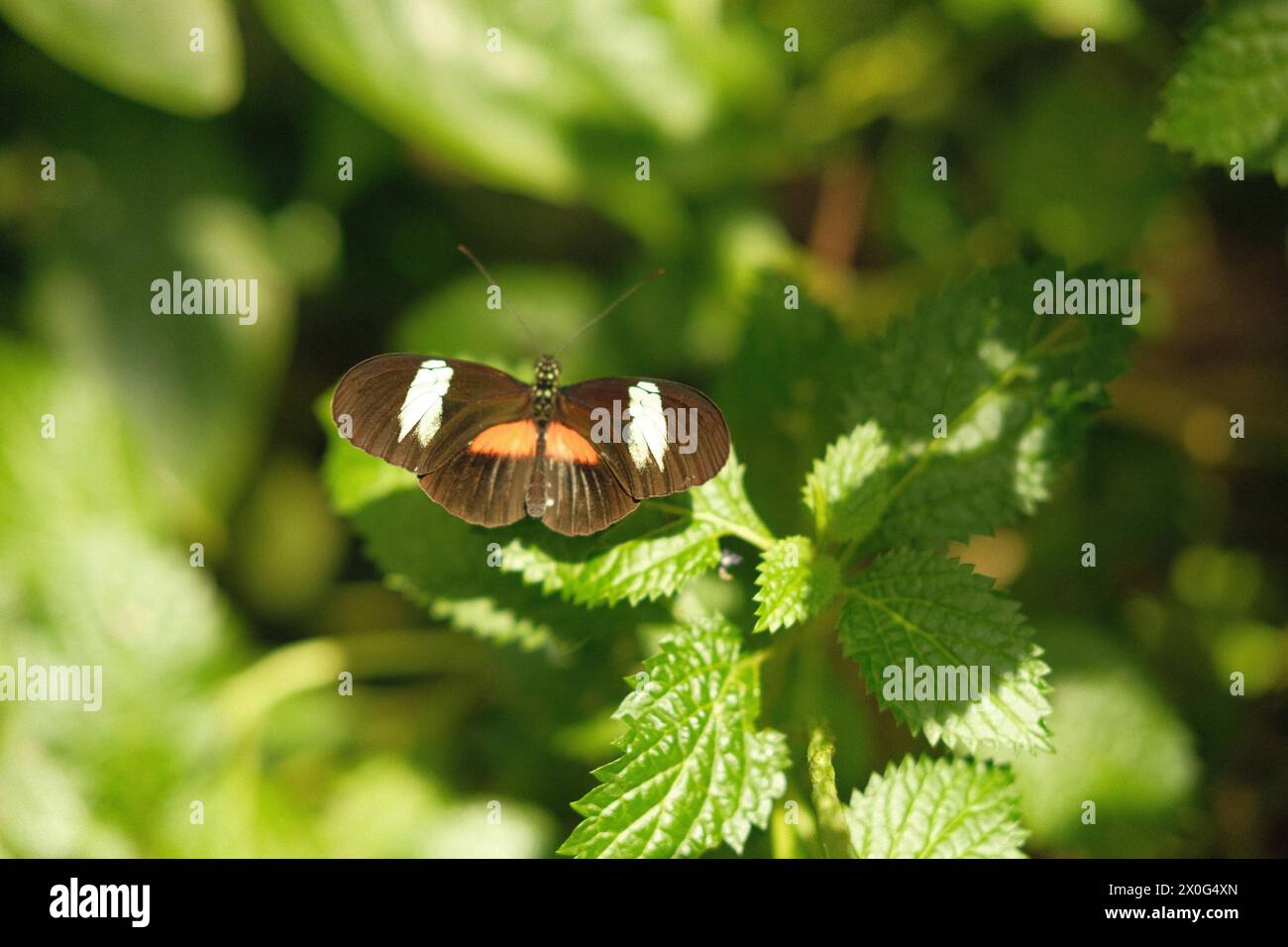 Beautiful live Butterfly in garden with plants Stock Photo - Alamy