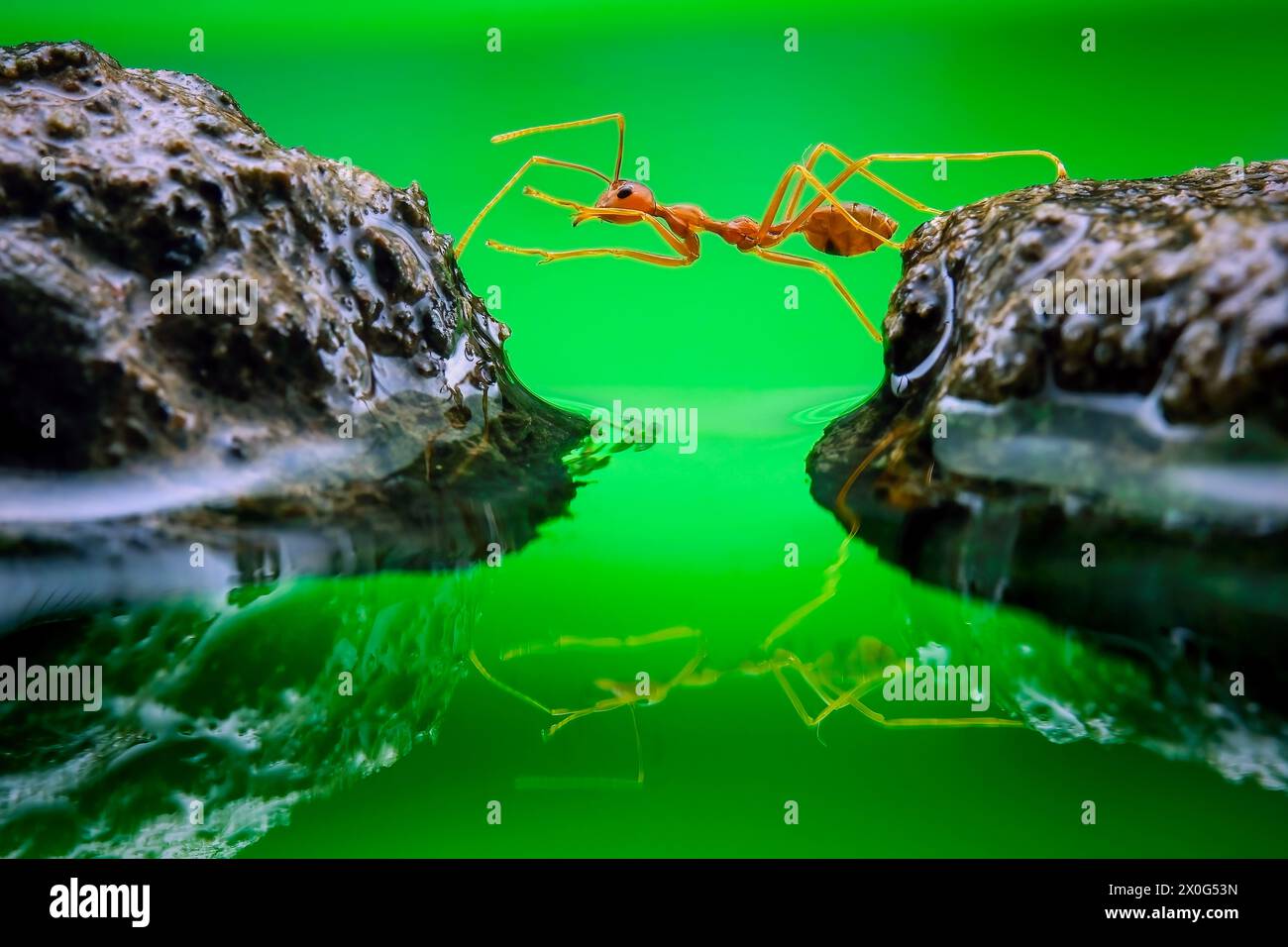 Harvest ants hi-res stock photography and images - Alamy