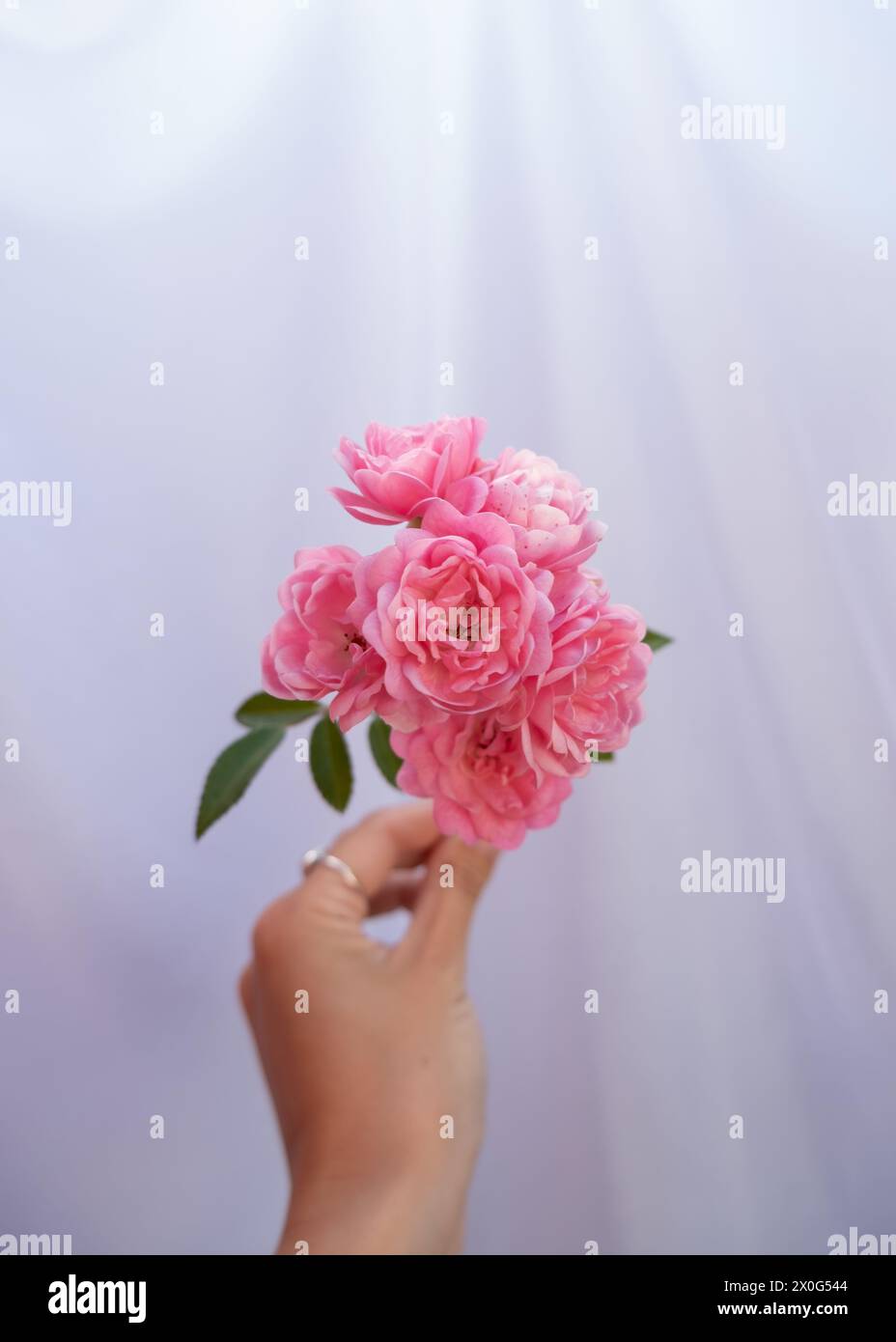 Hand holding flower white roses hi-res stock photography and images - Alamy