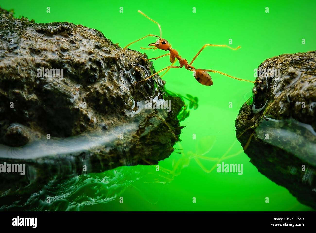 Harvest ants hi-res stock photography and images - Alamy