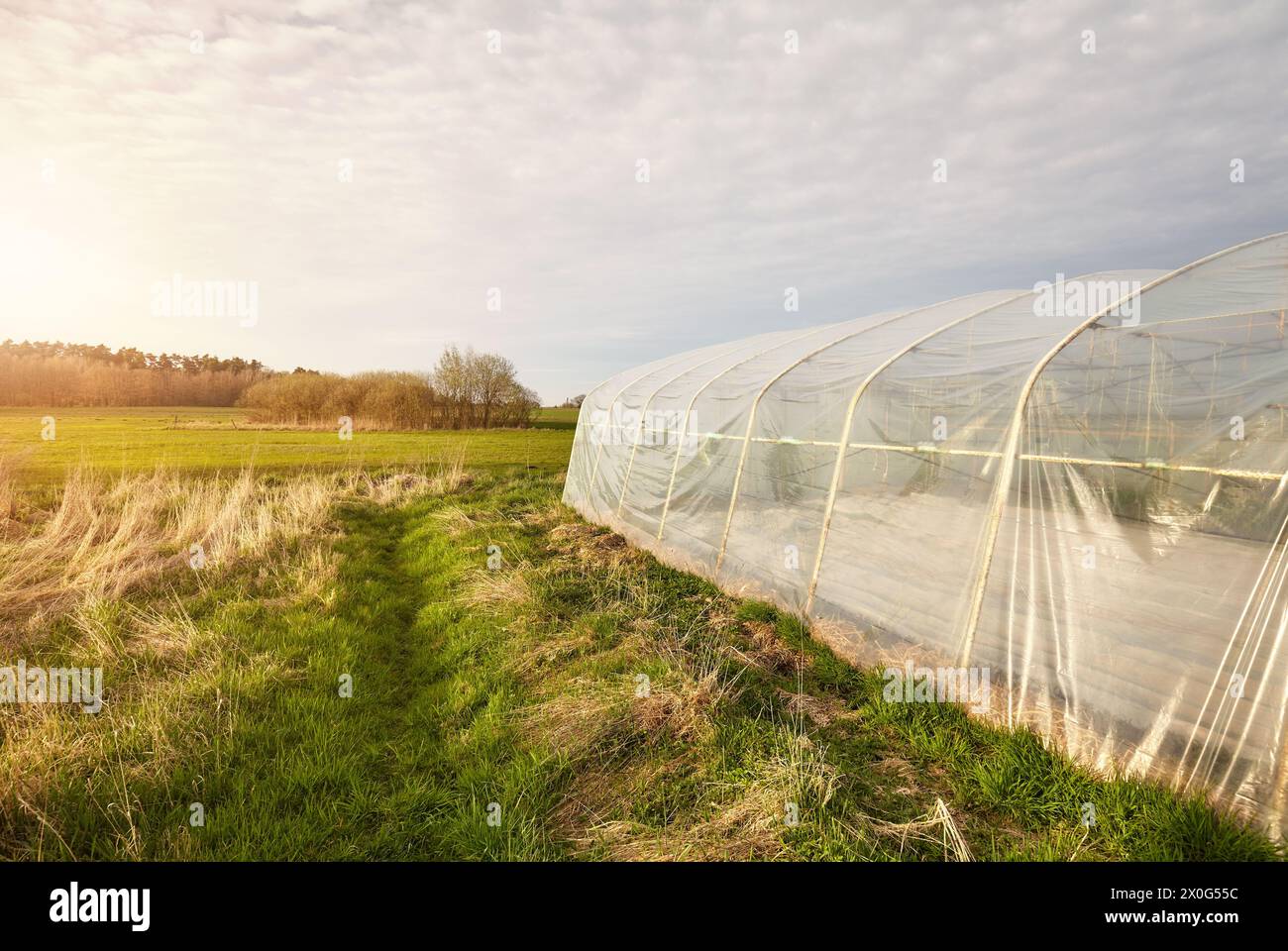 A side view of a greenhouse in an organic plantation at sunset Stock ...