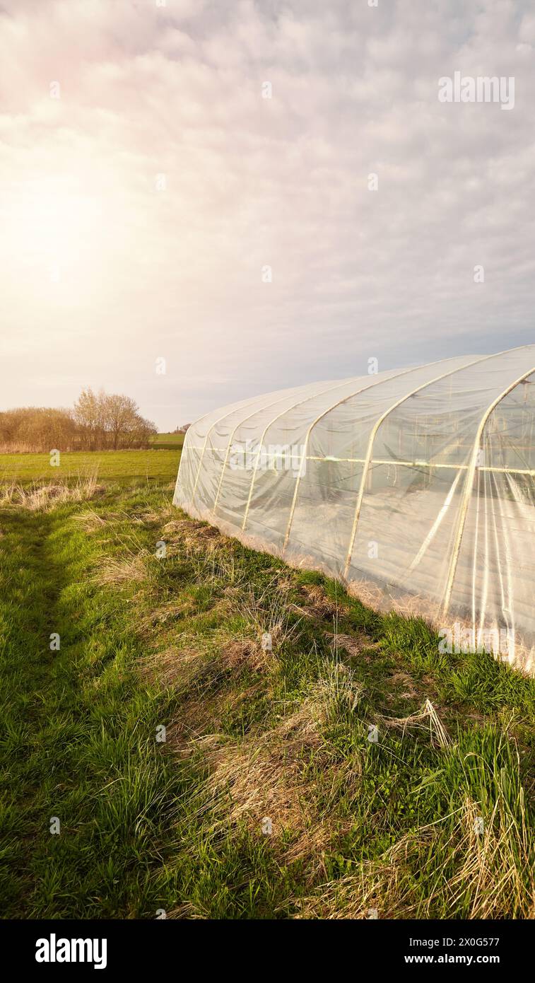 A side view of a greenhouse in an organic plantation at sunset Stock ...