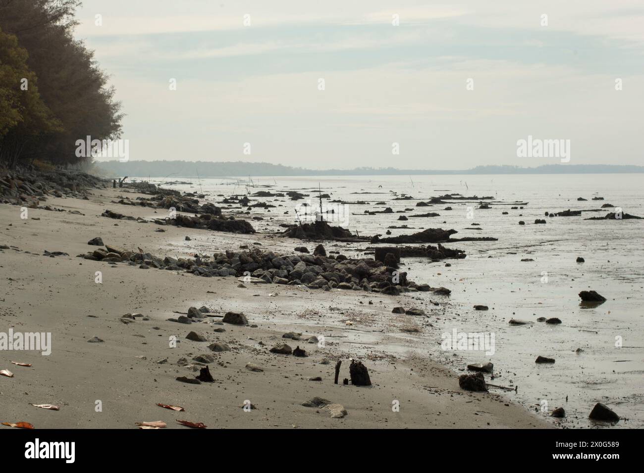 infrared image of the swampy mud beach environment at the low-tide ...