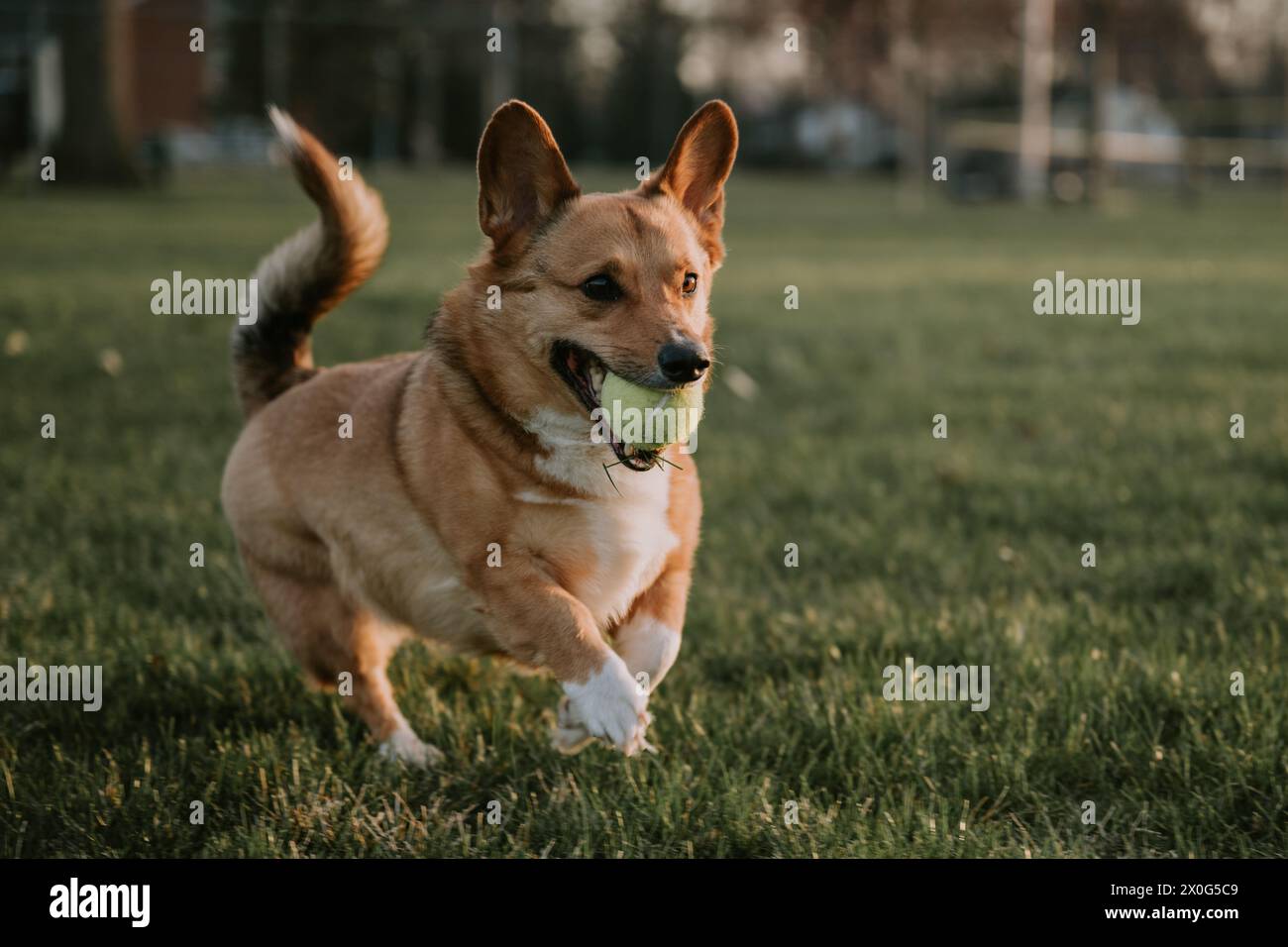 Corgi with tail hi-res stock photography and images - Alamy
