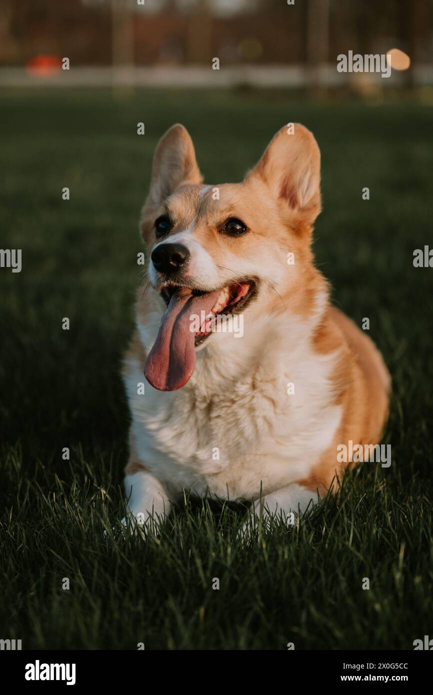 Happy Corgi Smiling Laying in Field Stock Photo - Alamy