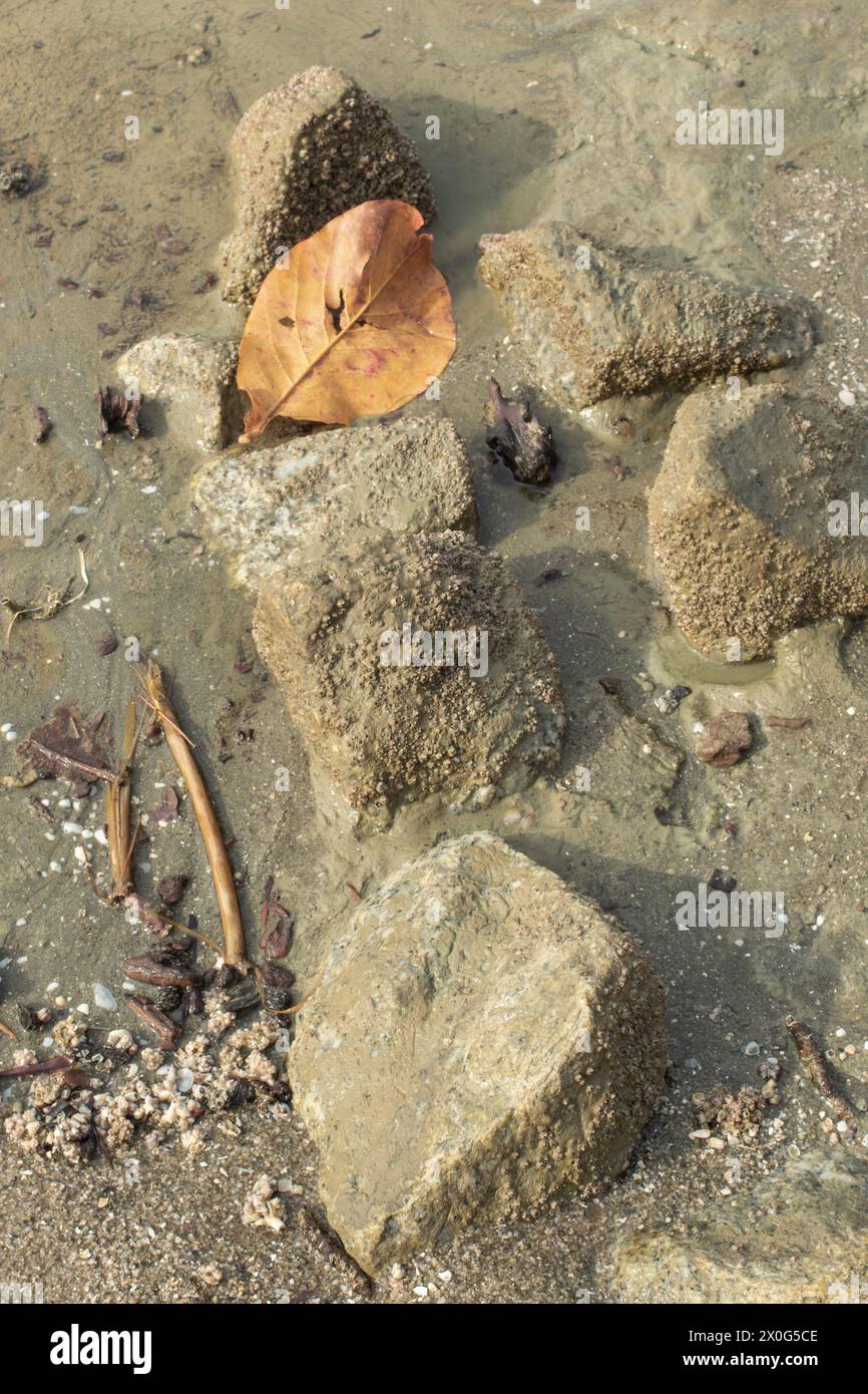 infrared image of the swampy mud beach environment at the low-tide ...