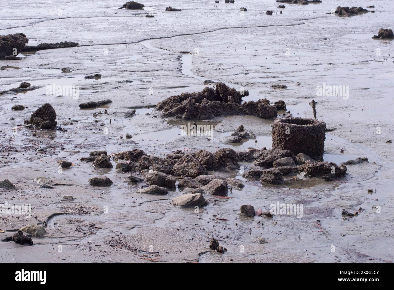 infrared image of the swampy mud beach environment at the low-tide ...