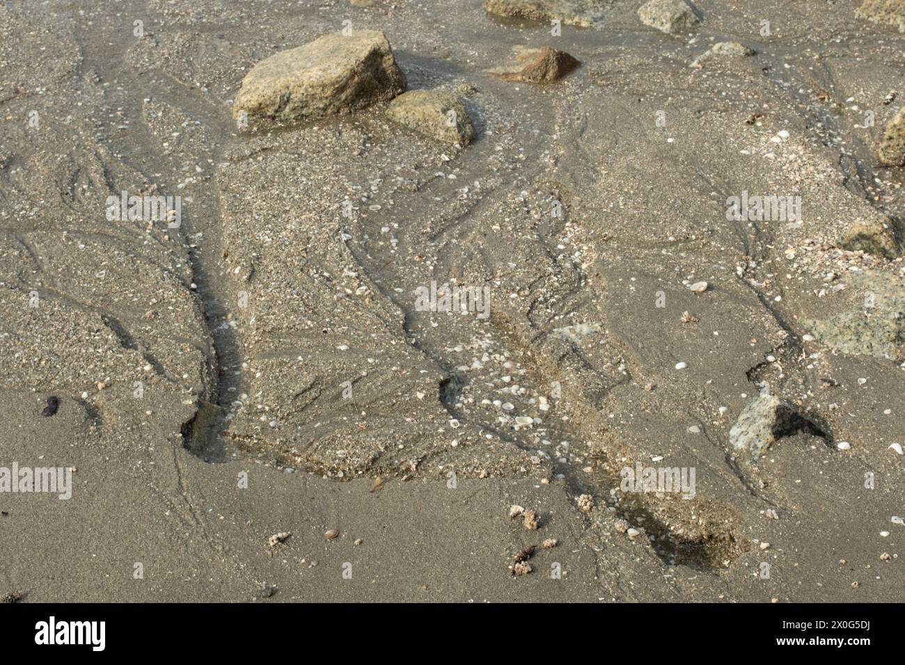 infrared image of the swampy mud beach environment at the low-tide ...
