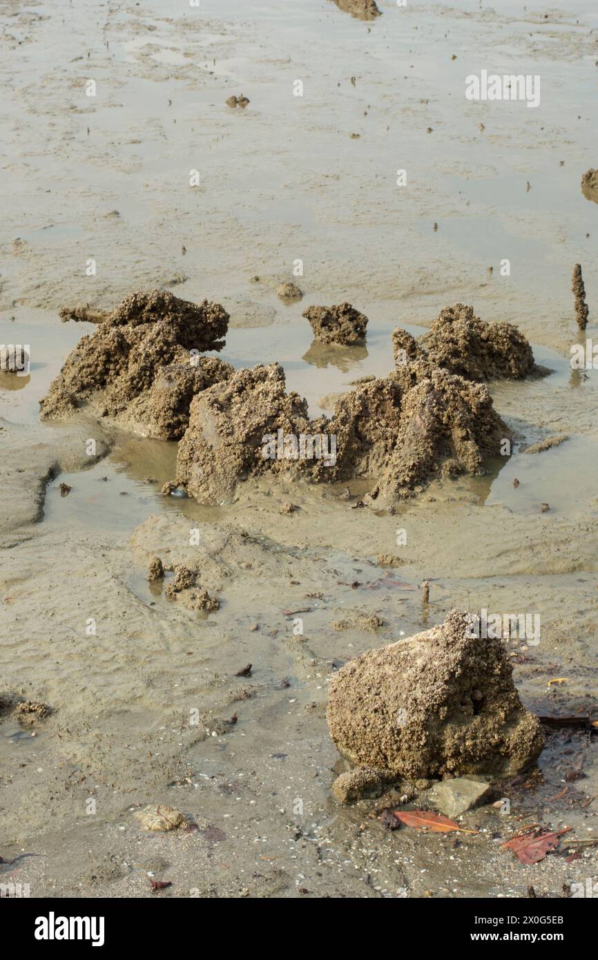 infrared image of the swampy mud beach environment at the low-tide ...