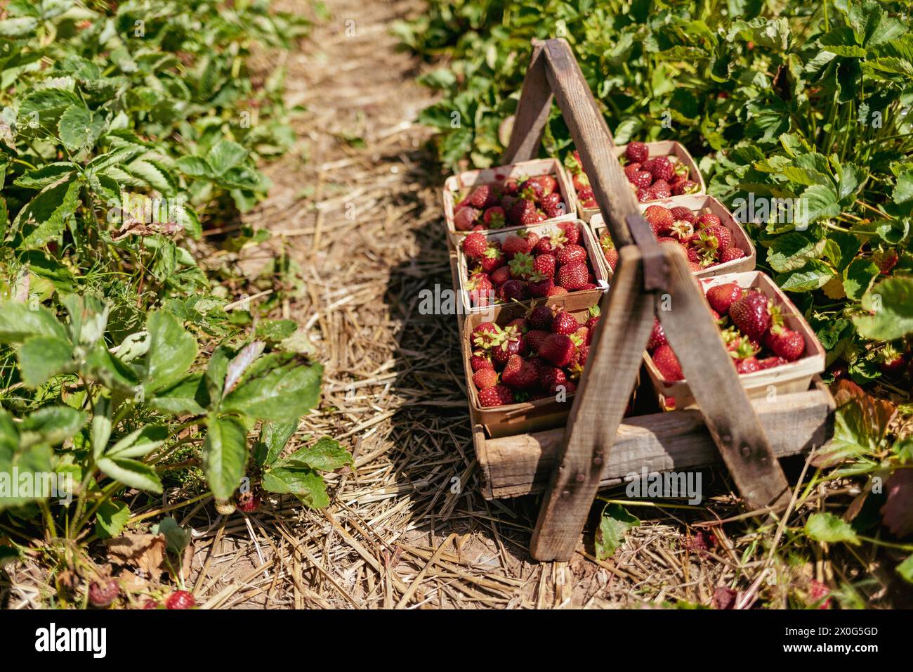 Strawberries picked in strawberry field hi-res stock photography and ...