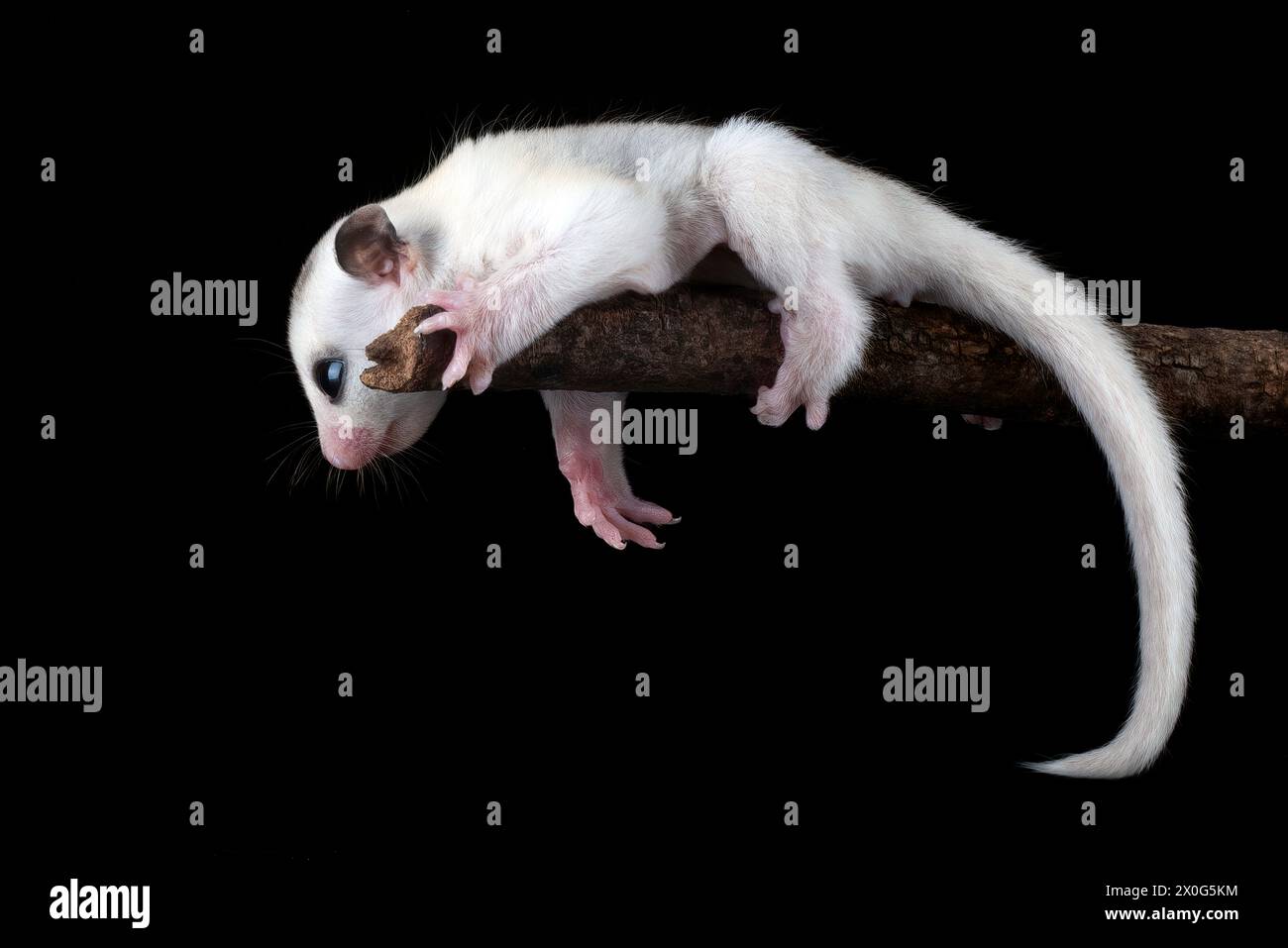 Sugar glider ( Petaurus breviceps ) on tree branch Stock Photo - Alamy