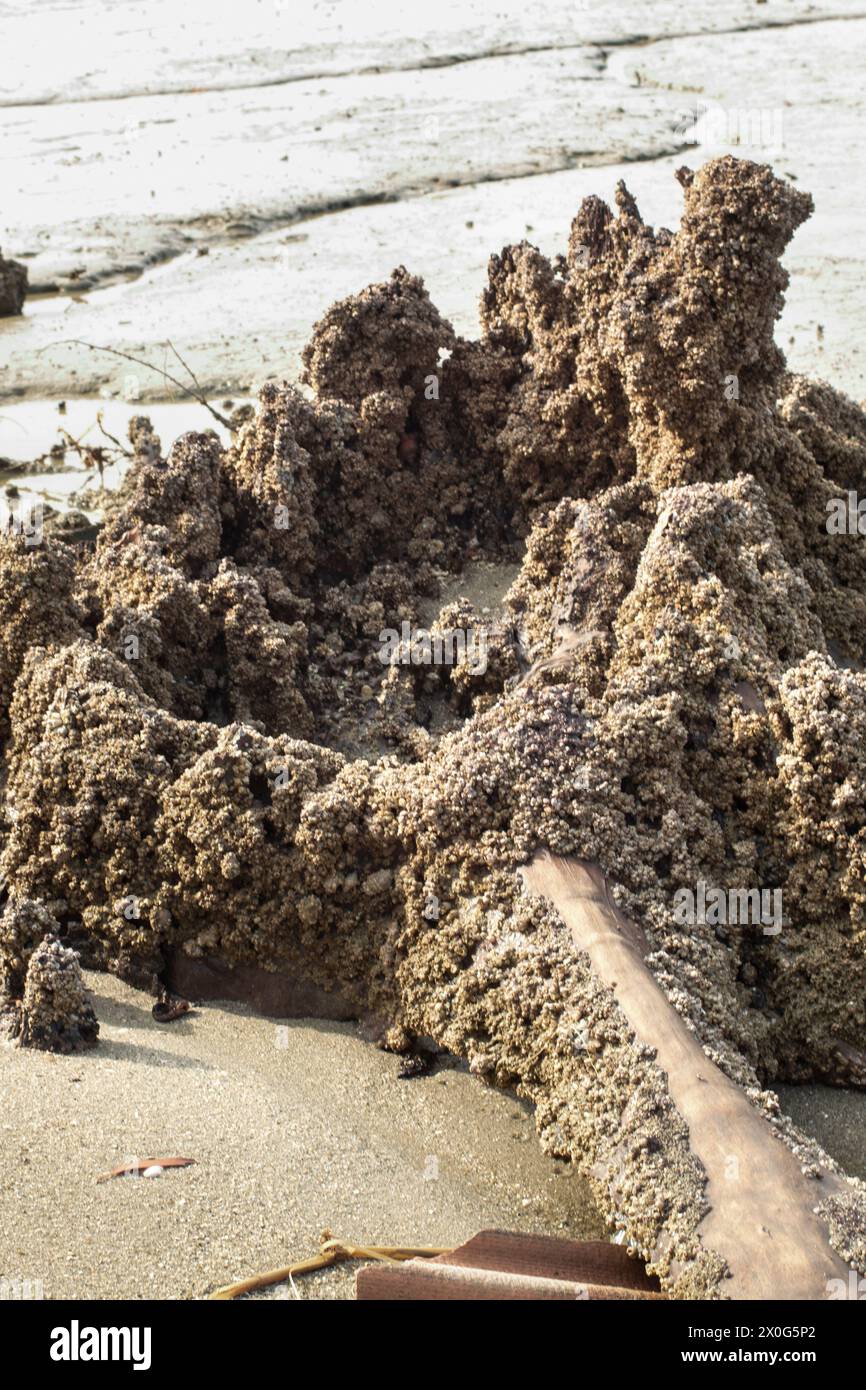 infrared image of the swampy mud beach environment at the low-tide ...