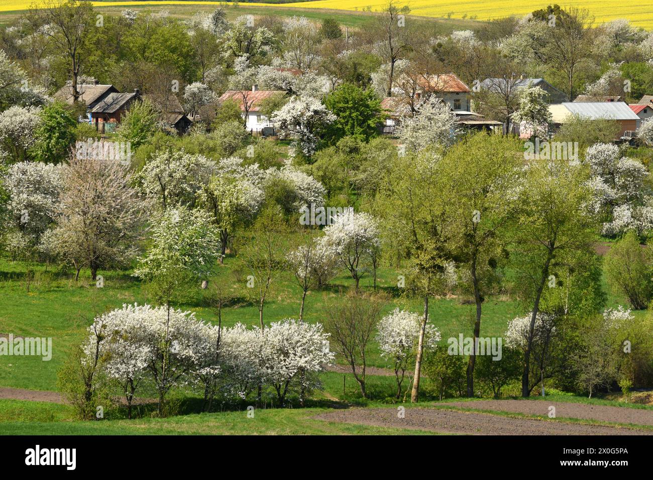 Spring rural landscape. Spring in the Ukrainian village Stock Photo - Alamy