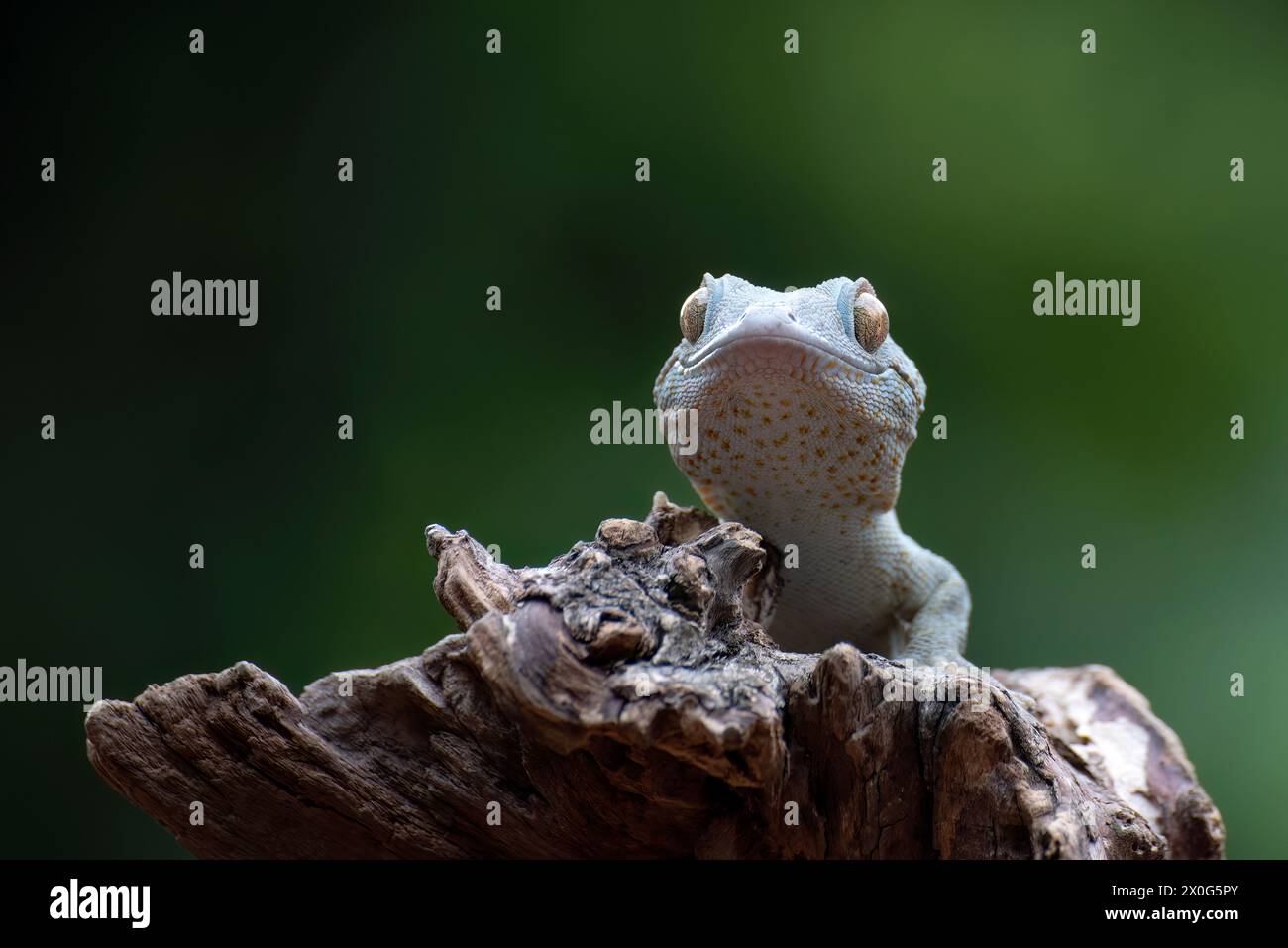 Tokay gecko tongue hi-res stock photography and images - Alamy