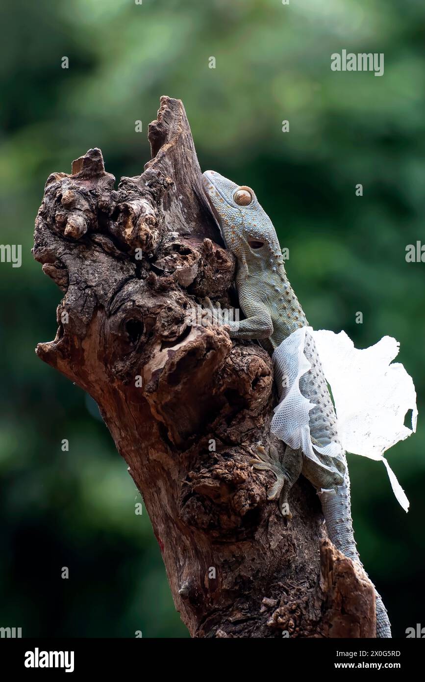 Molting lizard lizard hi-res stock photography and images - Alamy