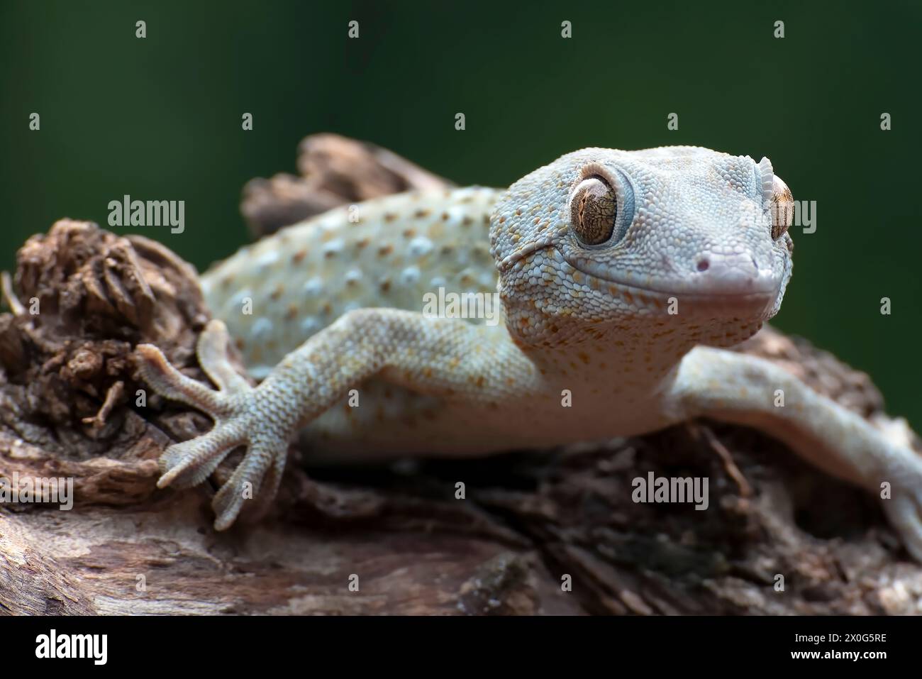 Tokay gecko on tree branch after molting Stock Photo - Alamy