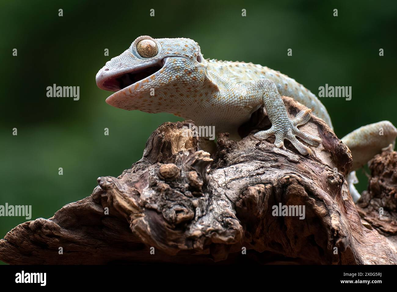 Tokay gecko on tree branch after molting Stock Photo - Alamy